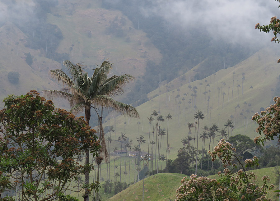Cycling Colombia: Cali to Coffee Paradise - SpiceRoads Cycling Tours